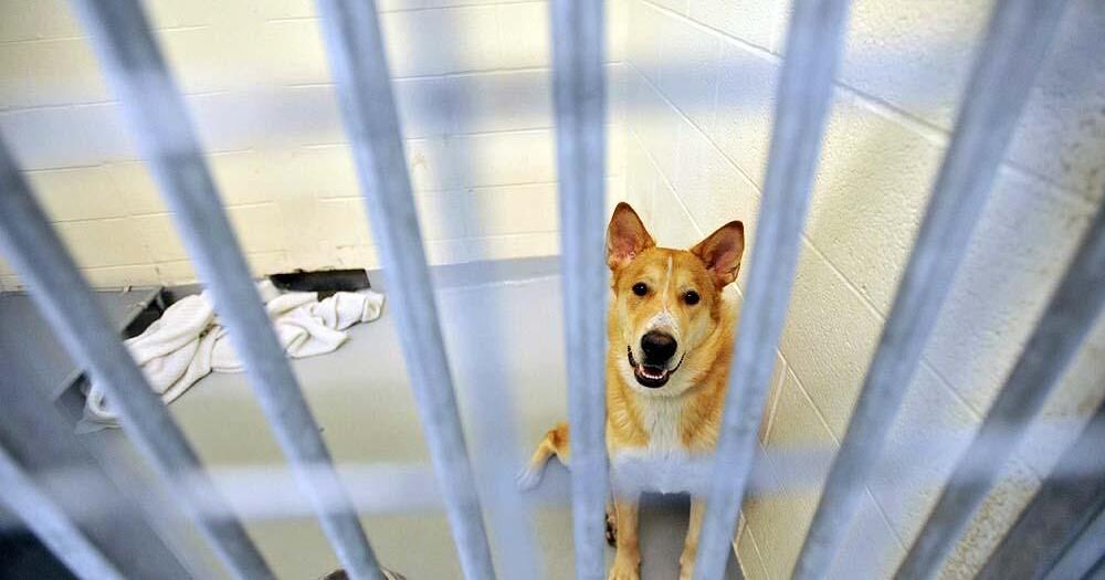 Tim Trow quits humane society