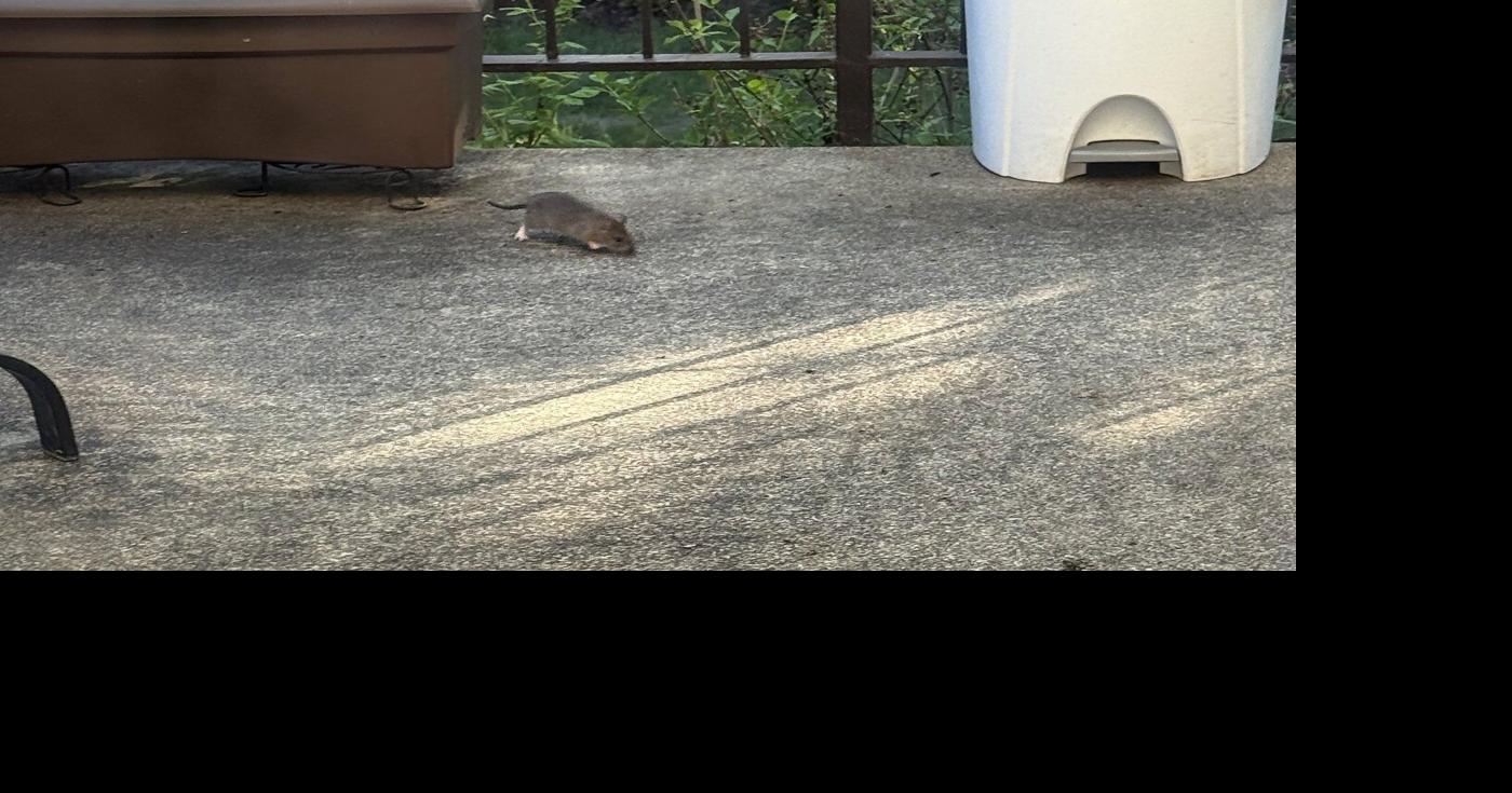 Rat complaints on the rise in Montreal as critics demand city take action