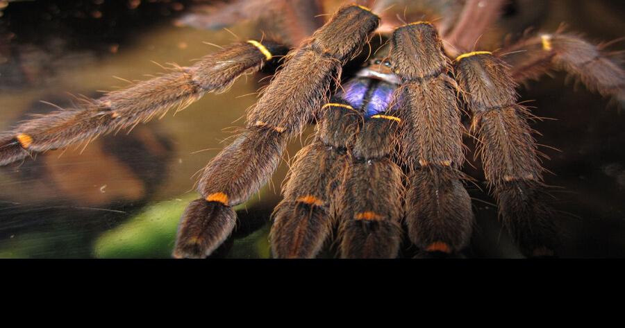 ‘Operation Spiderman’ takes down tarantula smuggler