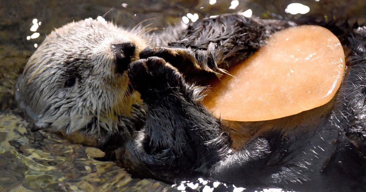 Zoo staff disciplined after ‘unauthorized’ pants kill Calgary otter
