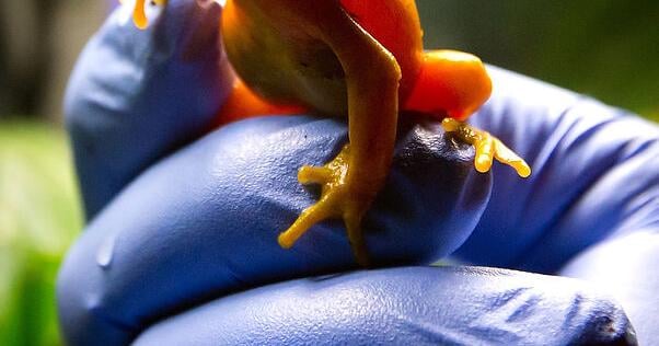 Successful breeding of nearly extinct frog