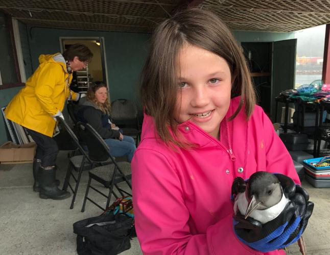 Volunteer puffin patrol in Newfoundland rescues wayward babies and ...