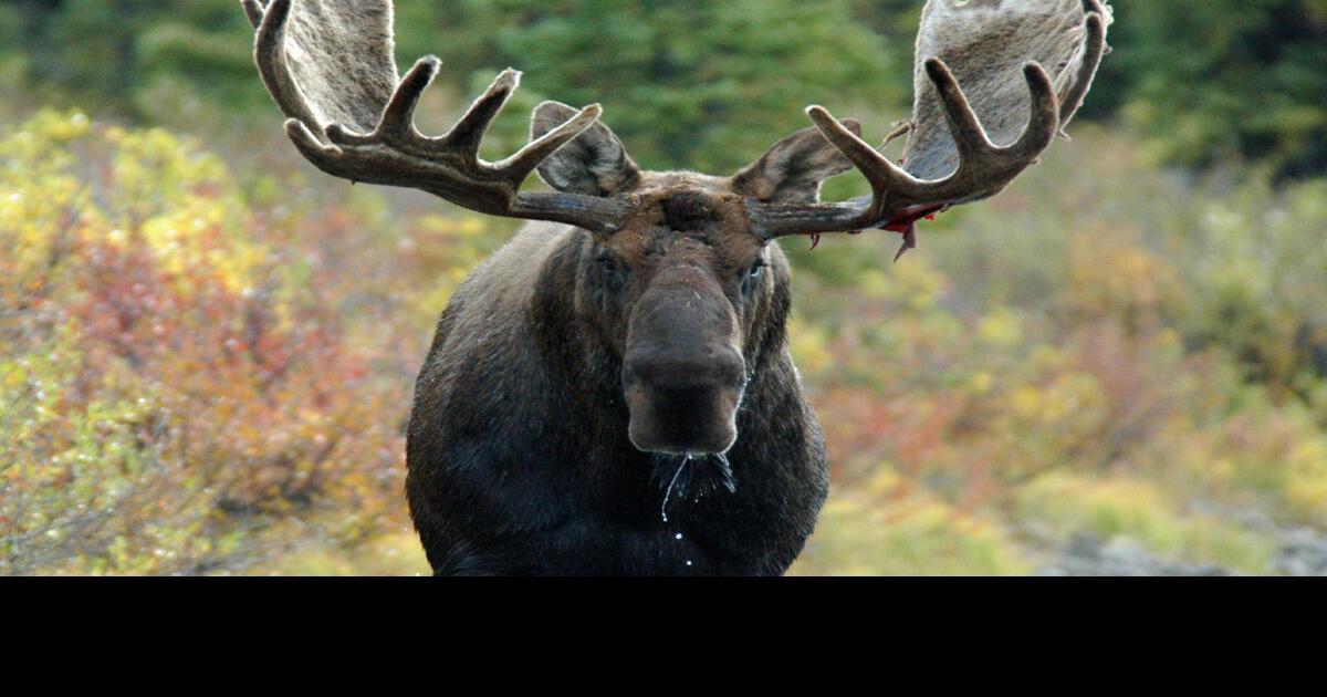 How to slow mass extinction by saving the moose: Walkom