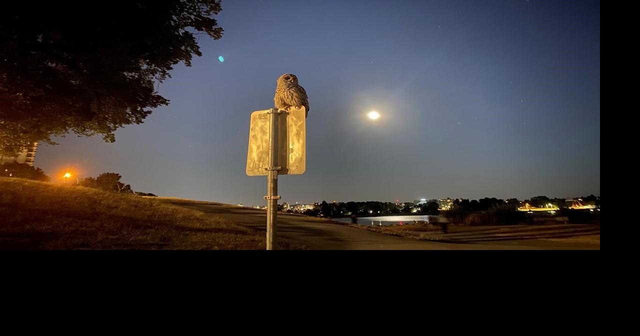 B.C. government puts 18-month ban on rodenticides to help protect wildlife