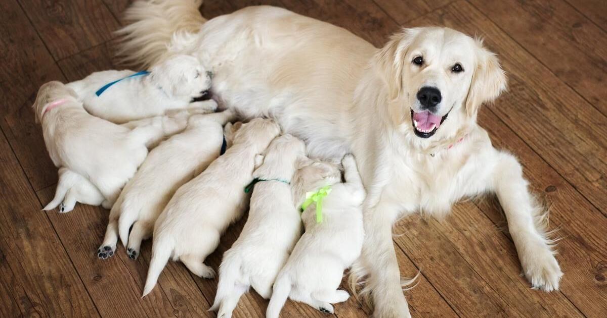 Everything you need to know about canine pregnancy