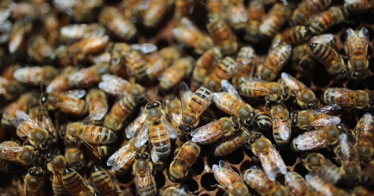 Ontario bees need swift action to save them from killer insecticides ...