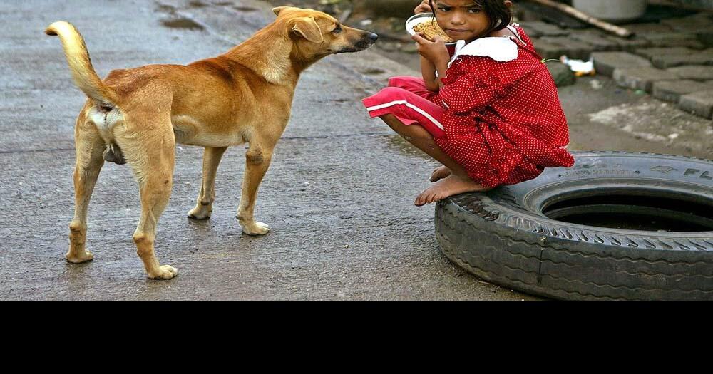 Stray hound explosion dogs India