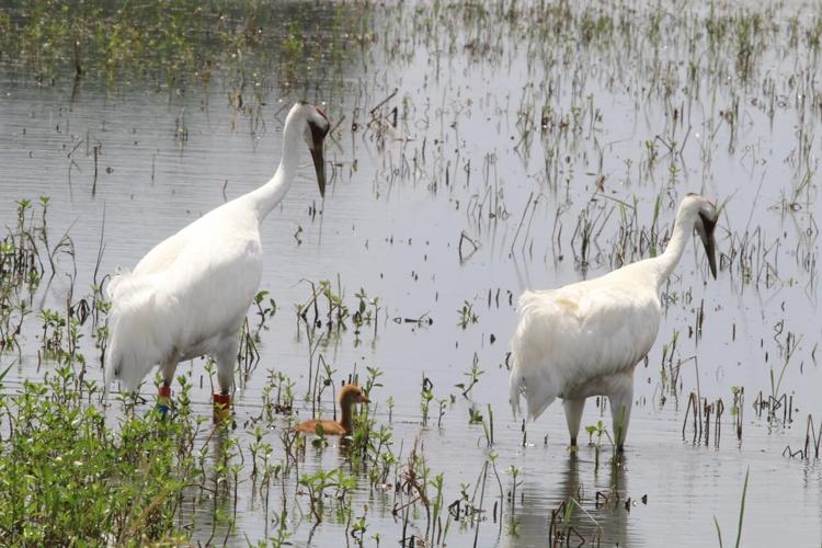 Record 8 fledged chicks for Louisiana’s wild ‘whoopers’