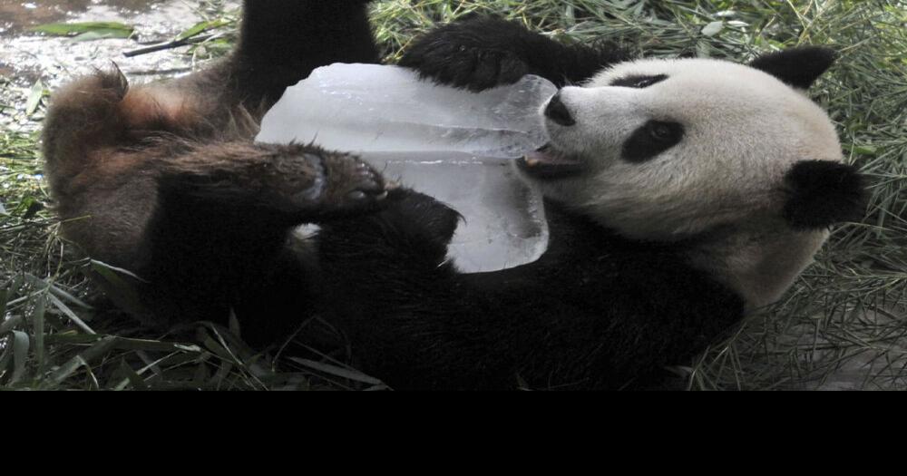 Toronto's pandas are coming at half the price