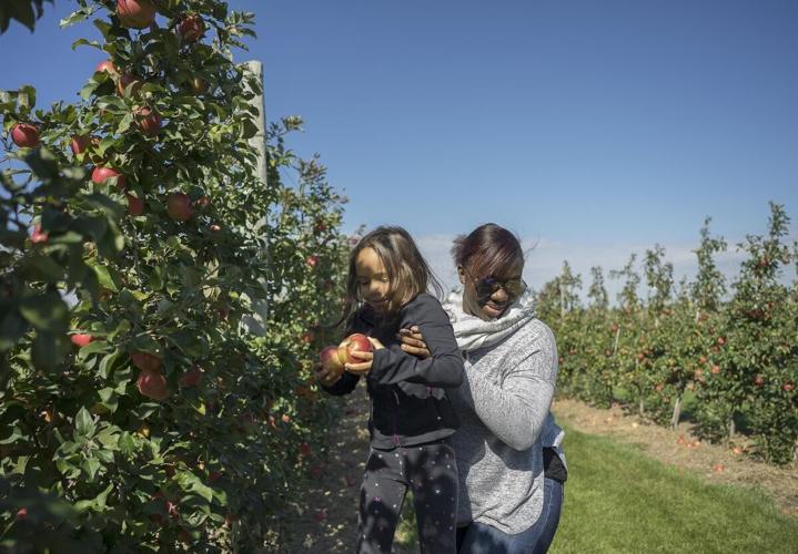 Red Delicious? Out. Honey Crisp? In. Inside the complicated business of ...