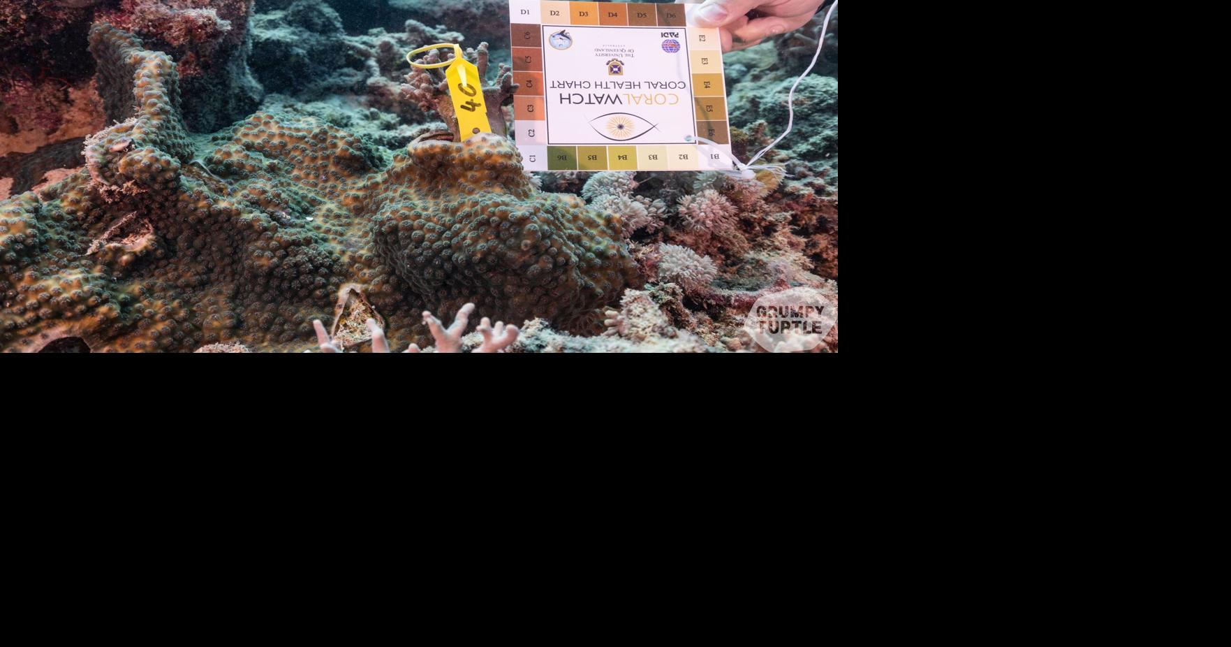 Citizen science cruising along the Great Barrier Reef