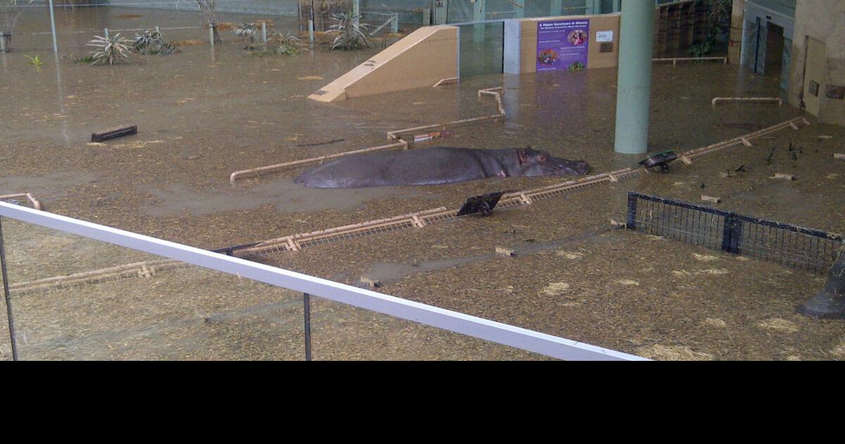 Calgary zoo staff risked lives to stop hippo escape