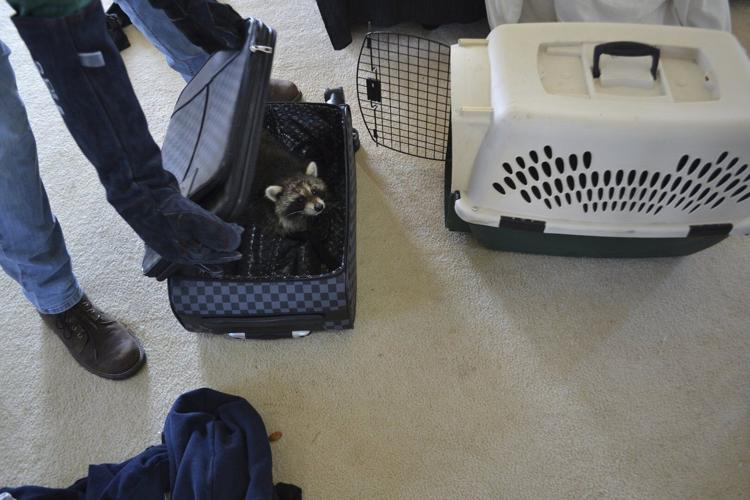 Inside the investigation, seizure and death of Peanut the social media ...