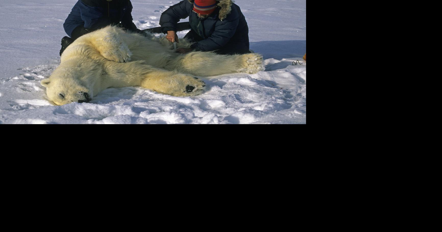 Leave animals alone, Inuit hunters tell scientists