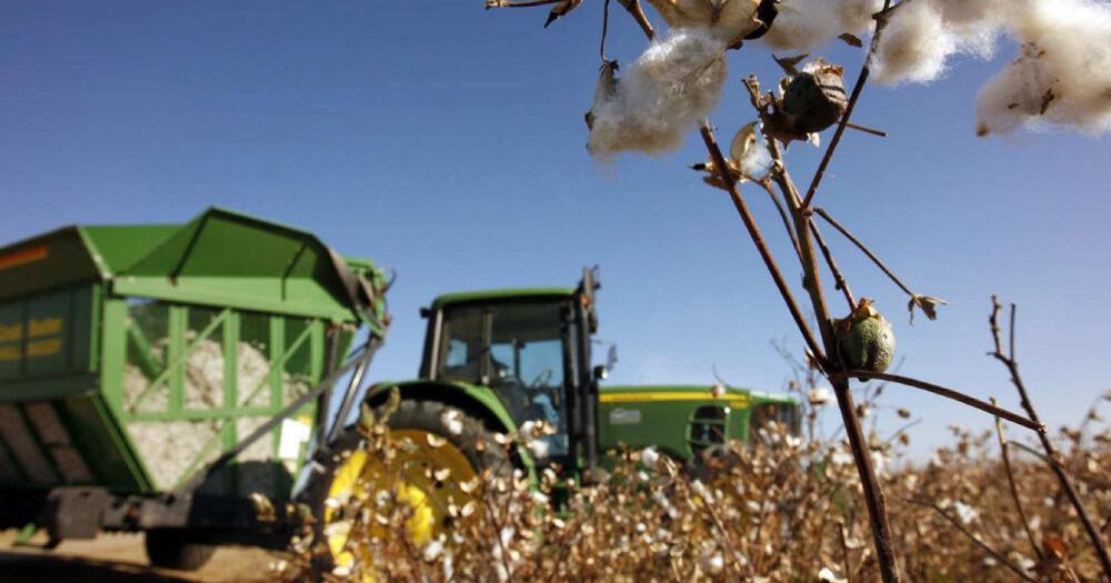 Boom times in those old cotton fields back home