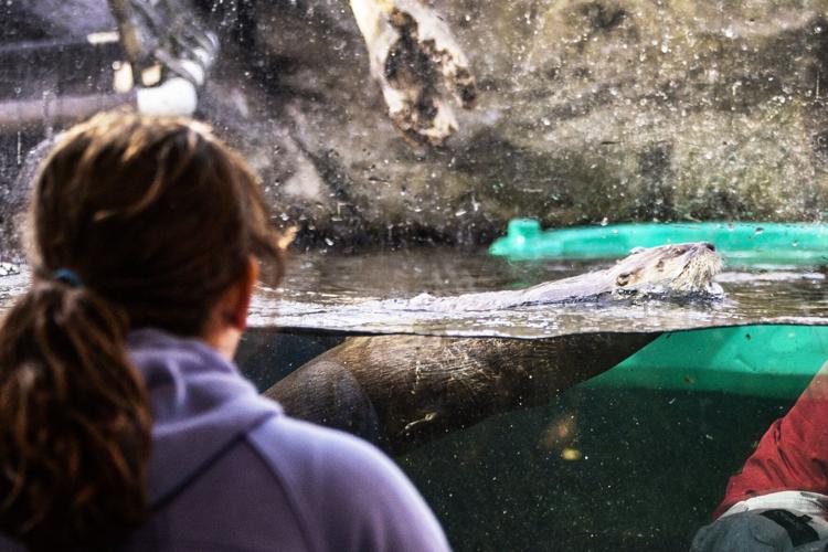 City council to debate free Toronto Zoo trips program