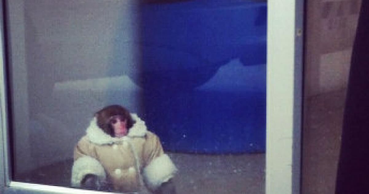 Ikea monkey meme goes viral