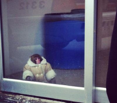 monkey left in ikea