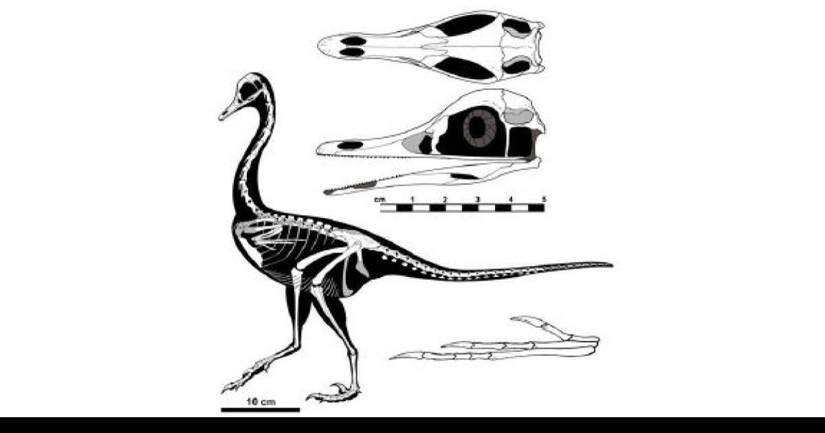 Alberta paleontologist introduces new dinosaur that was part penguin ...