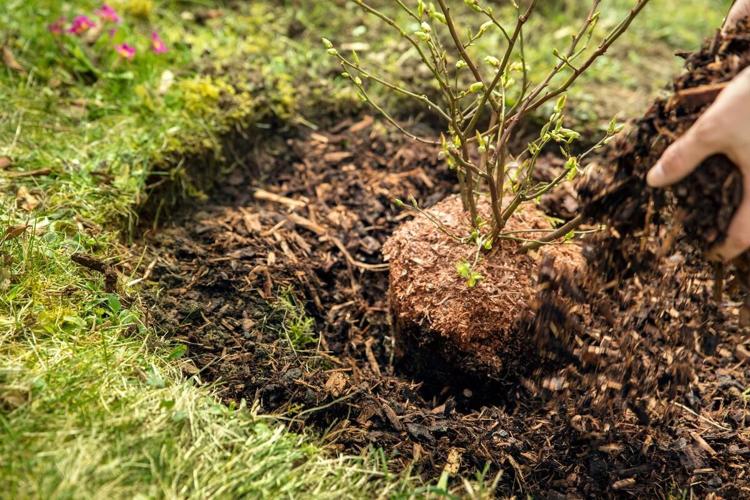 Toronto gardener Susan Poizner is planting the idea of orchards across ...