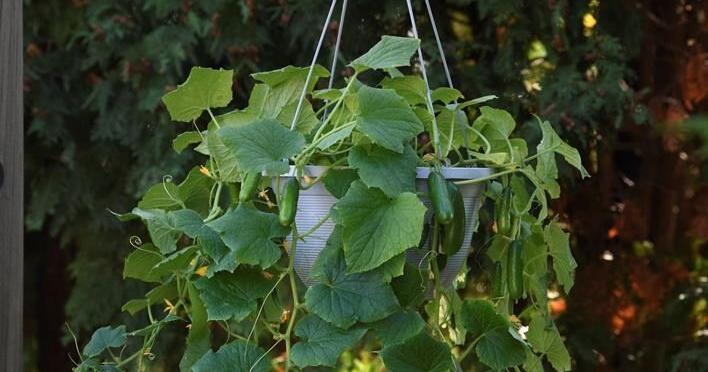 New varieties of tried-and-true vegetables invite gardeners to experiment