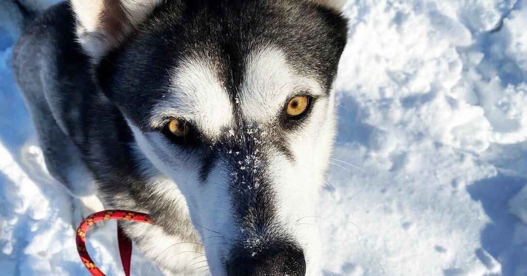 ‘I’d never lived with an animal bigger than my pinkie’: How fostering a ...