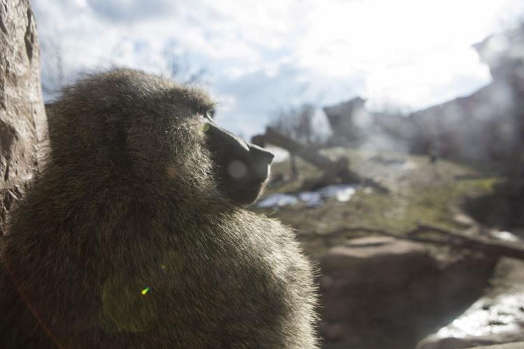 Brutal baboon battle erupts for throne at Toronto Zoo after matriarch dies