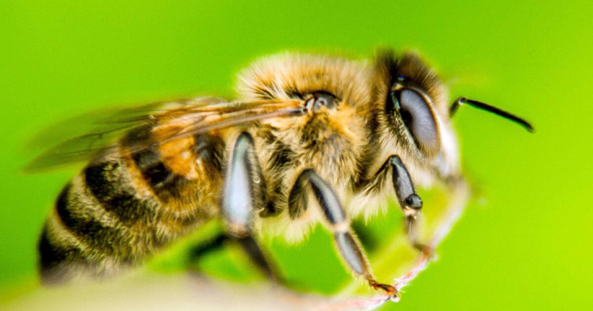 Oslo’s lesson - Bee friendly or be dead: Scharper