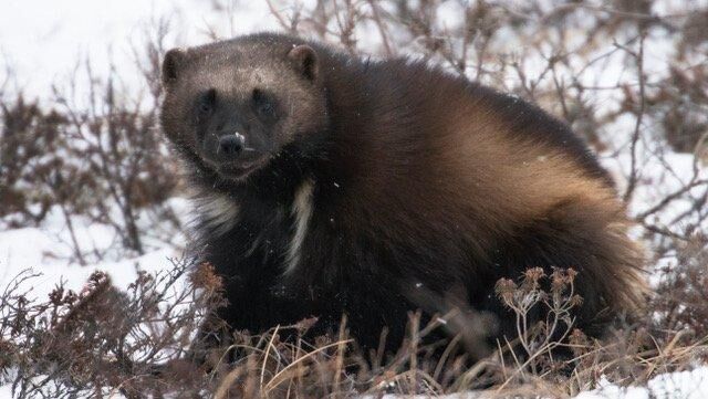 Elusive wolverines can’t escape climate change
