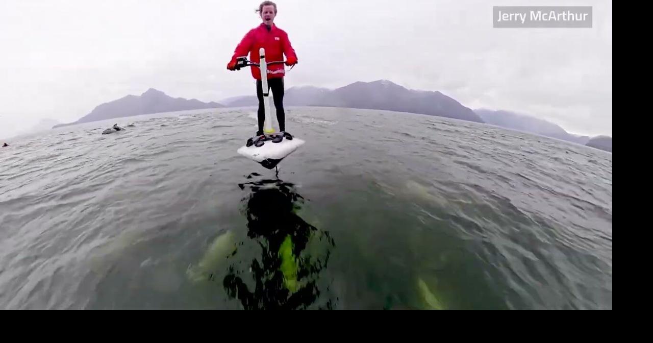 B.C. man in close encounter with dolphin pod while shooting video with ...