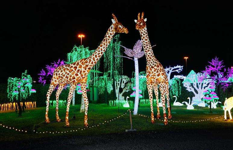 Introducing illumi — A Dazzling World of Lights, the latest Cavalia ...