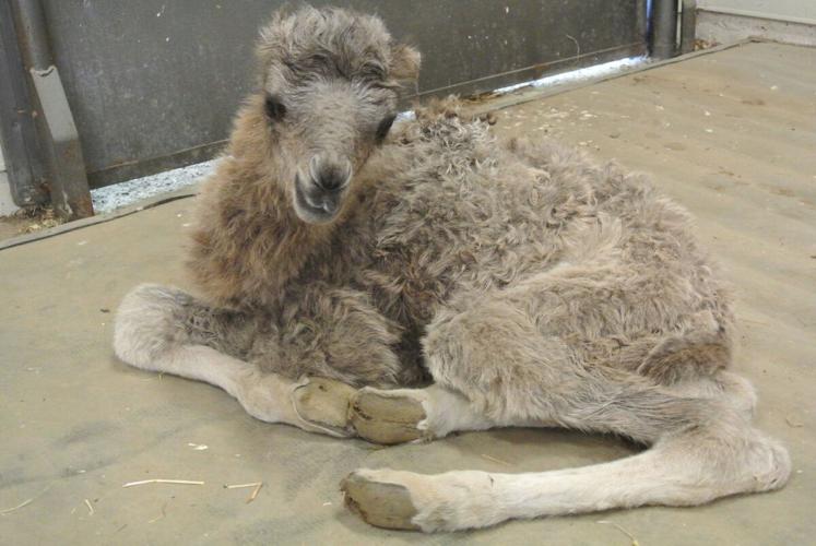 Toronto Zoo welcomes baby camel