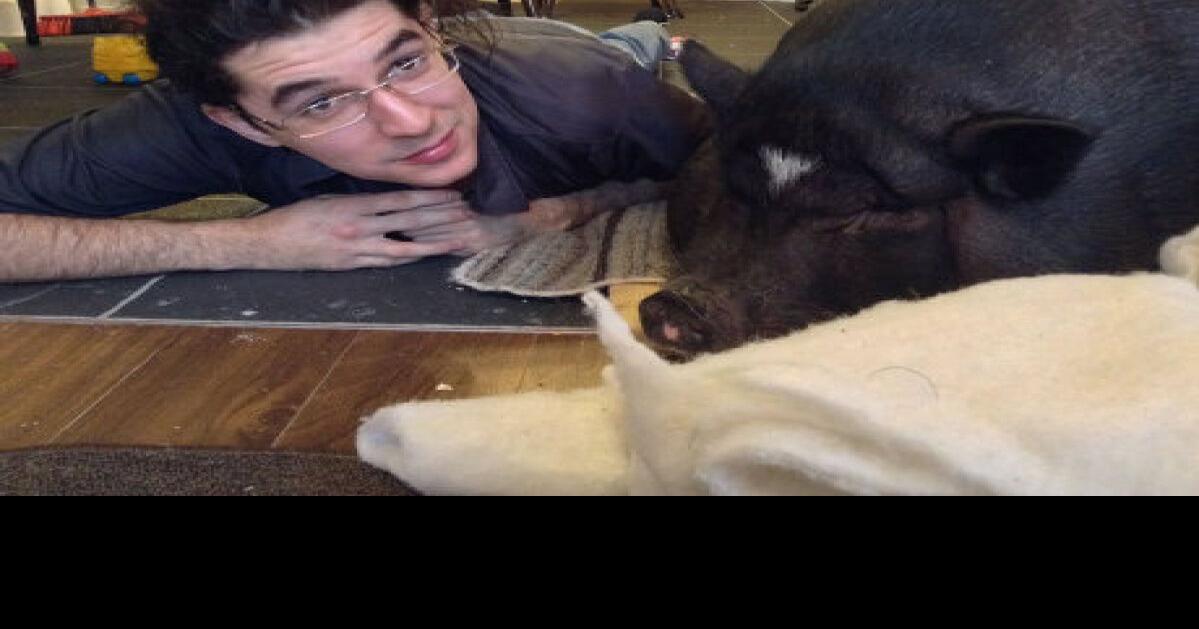 Beware of the hog: How a Canadian pet pig scared off a ham-fisted burglar