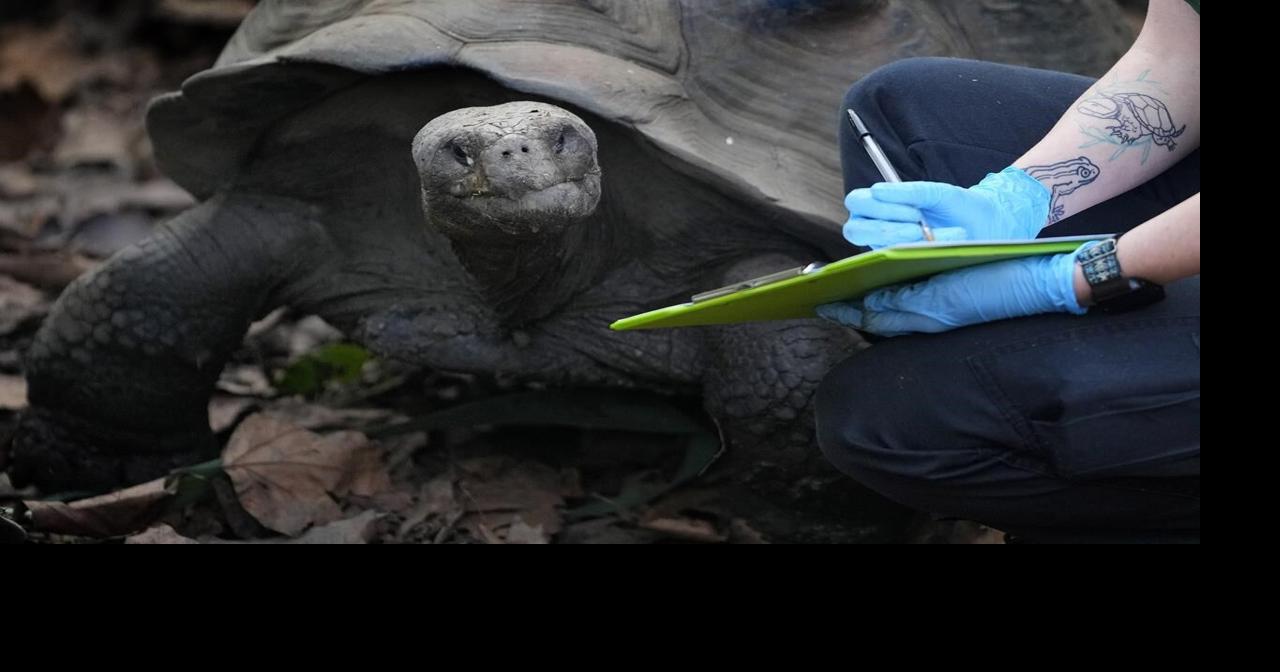 Penguins line up to be counted while tiger cub plays as London ...