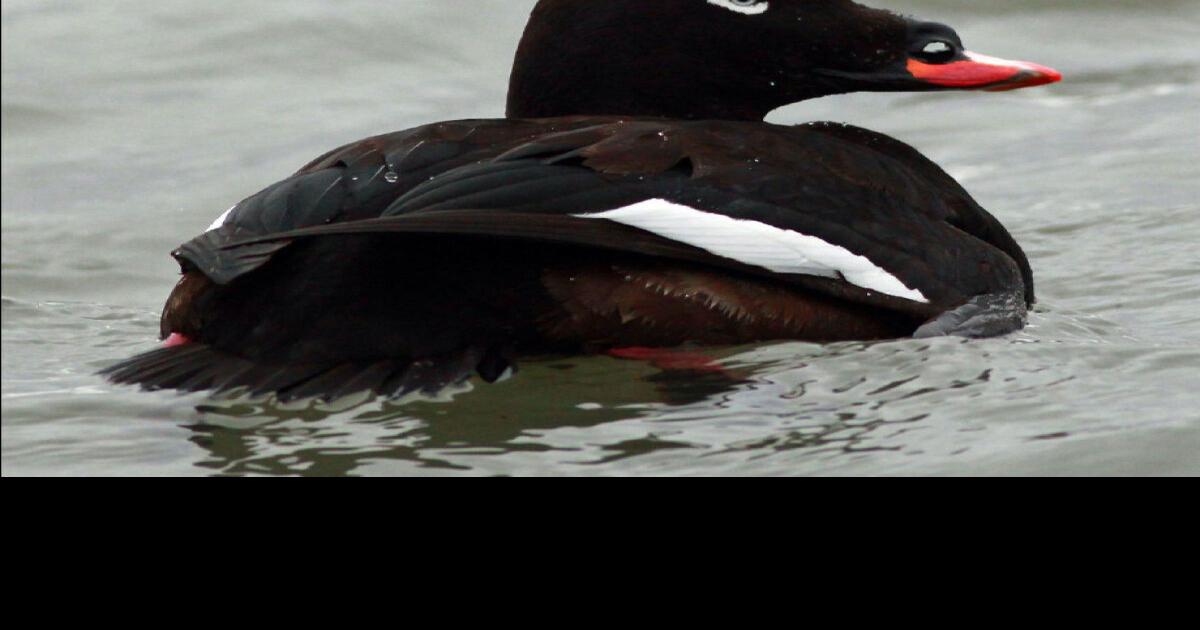 White-winged scoter a prize on a gloomy winter day