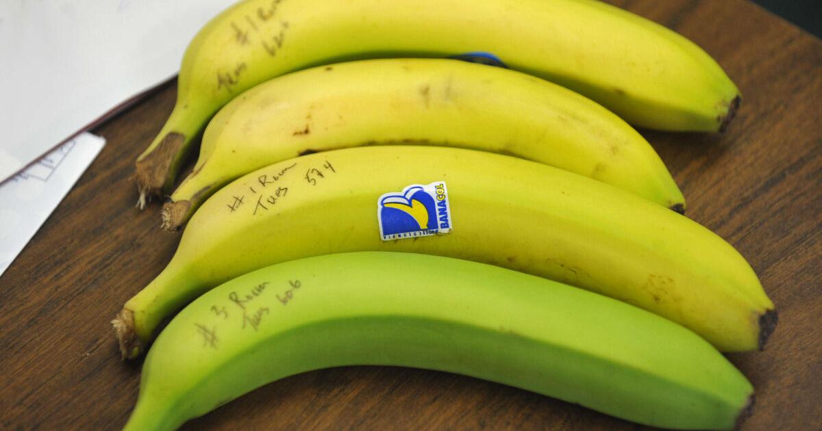 Banana killer a potential ‘big nightmare’ that threatens global harvests