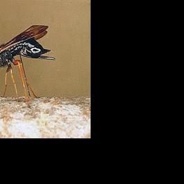 Pine-killing wasp spreading