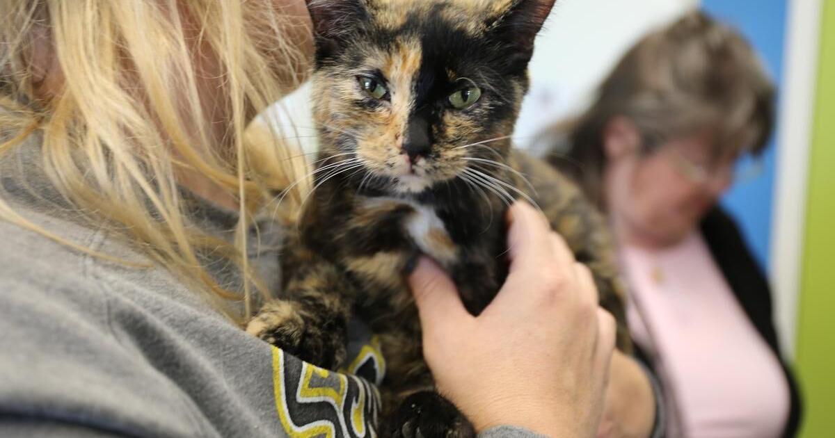 New SPCA pilot program to help Halifax pet owners with care during ...