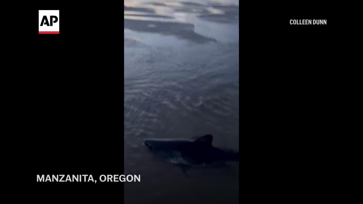 oregon beached shark