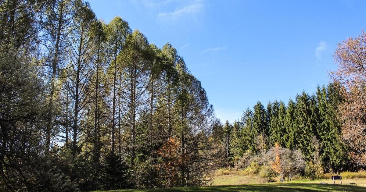 Hike Happy Valley Forest or cycle to the Humber Valley in Toronto-area ...