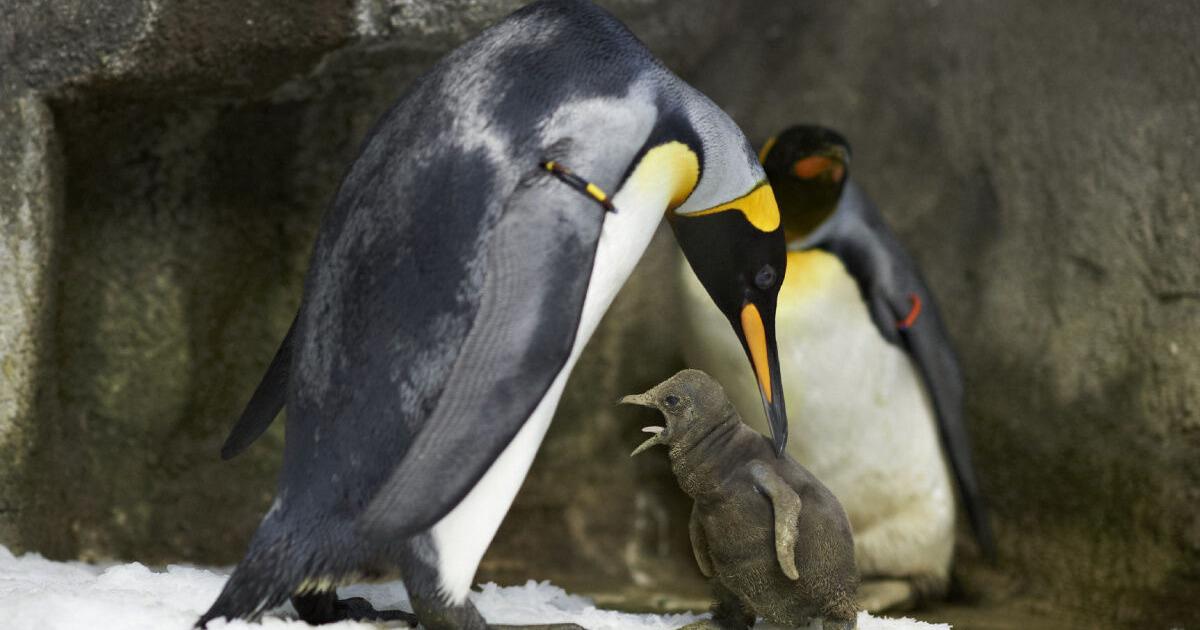 Why a children’s book on penguins offended Singapore