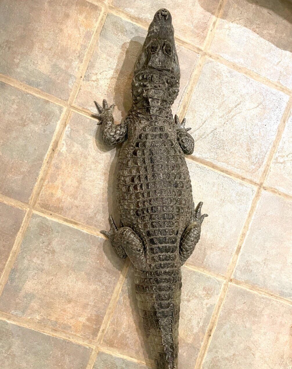 Toronto animal services find home for alligator-like reptile