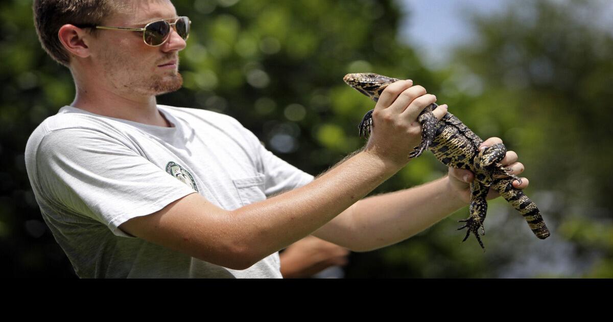 The Everglades has a new villain: omnivorous lizards