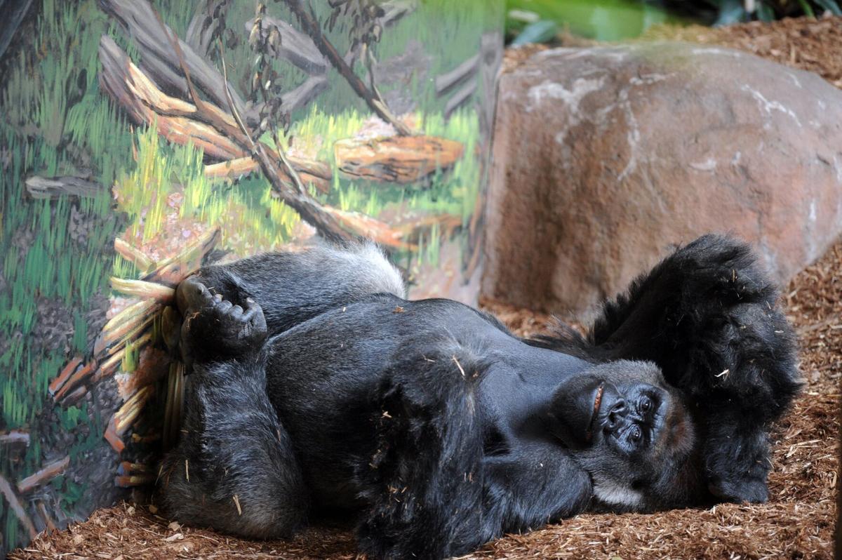 Charles, the Toronto Zoo’s beloved gorilla, dies at 52