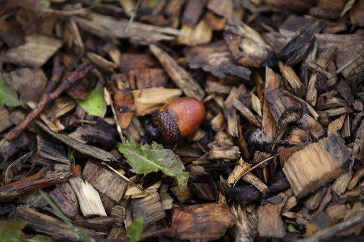 Fallen acorns a threat to kids with allergies, Vaughan mother claims