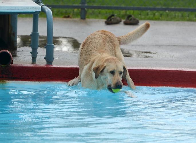 Furry friends to make a splash in Welland pool