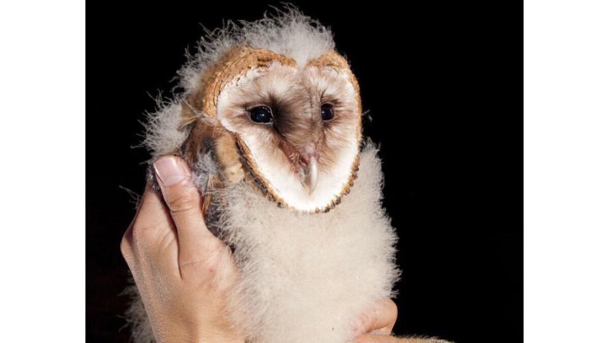 Barn owls in Vancouver struggling to adapt as city grows, study finds