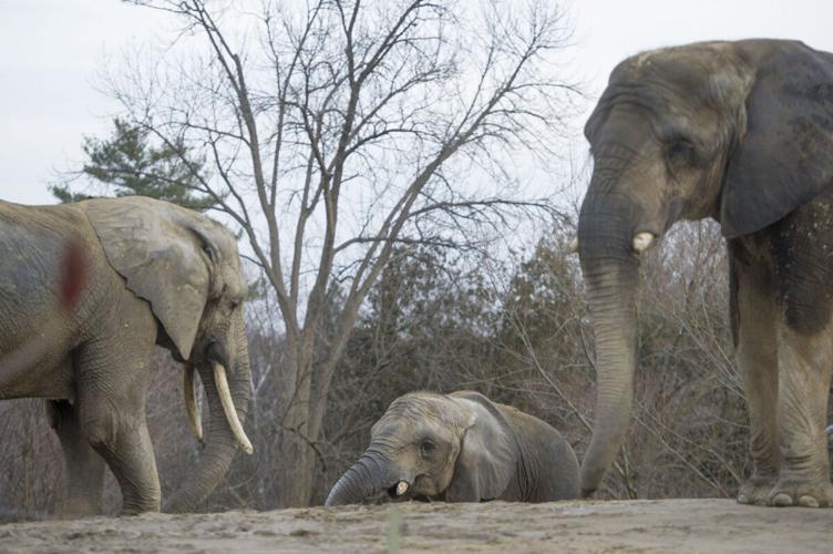 Elephant tug of war: The story of the Toronto Zoo transfer