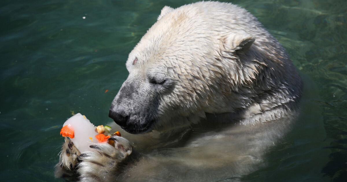 Toronto Zoo kitchen: How do you feed 6,000 animals a day?