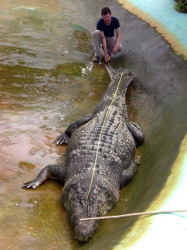 biggest crocodile attack